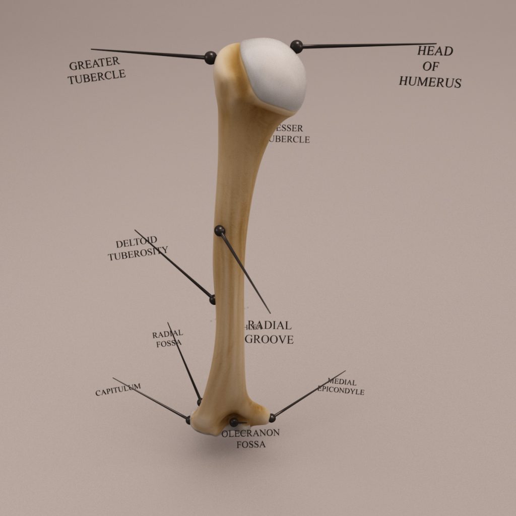 Anatomy Human Arm Bone 3D Model Kezan s Portfolio