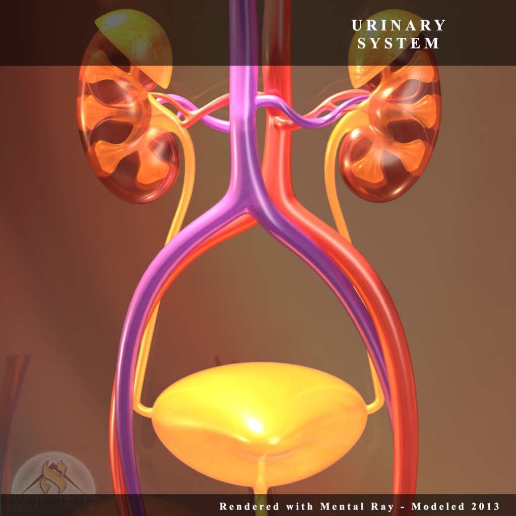 Human Kidney 3D Model - Kezan's Portfolio