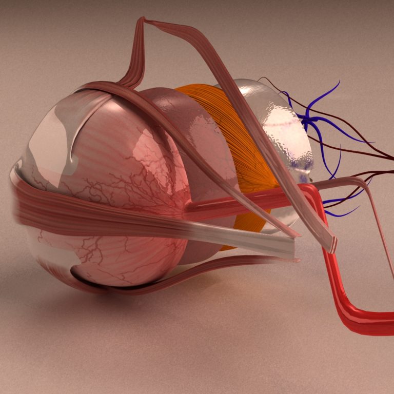 Anatomy Human Eye Cross Section 3D Model - Kezan's Portfolio