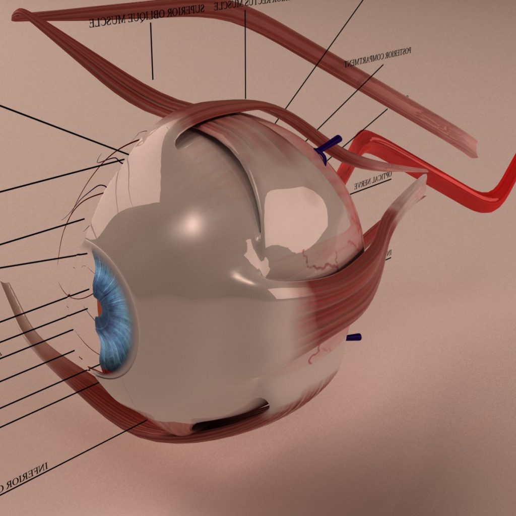 Anatomy Human Eye Cross Section 3D Model - Kezan's Portfolio