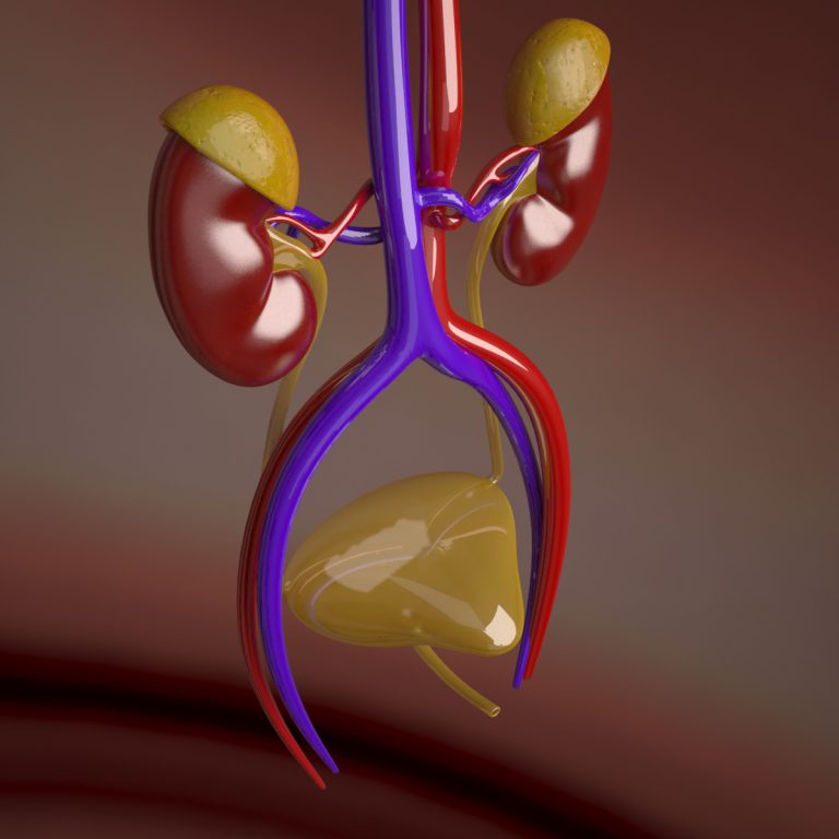 Human Kidney 3D Model - Kezan's Portfolio