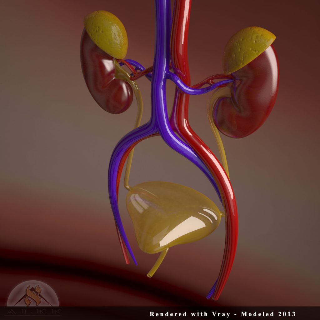 Human Kidney 3D Model - Kezan's Portfolio