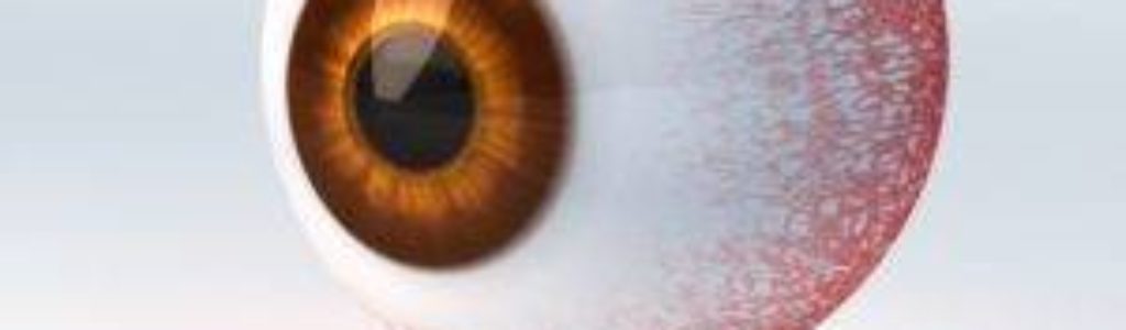 Anatomy Human Eye with animated pupil 3D Model | Kezan's Portfolio