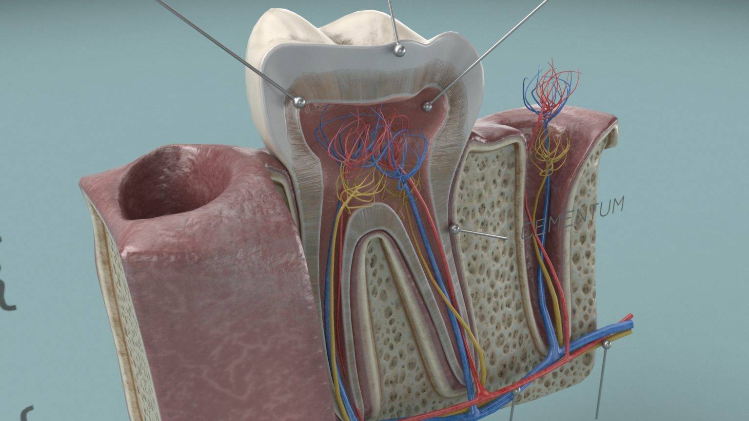 3D Model of Molar Tooth Section - Kezan's Portfolio