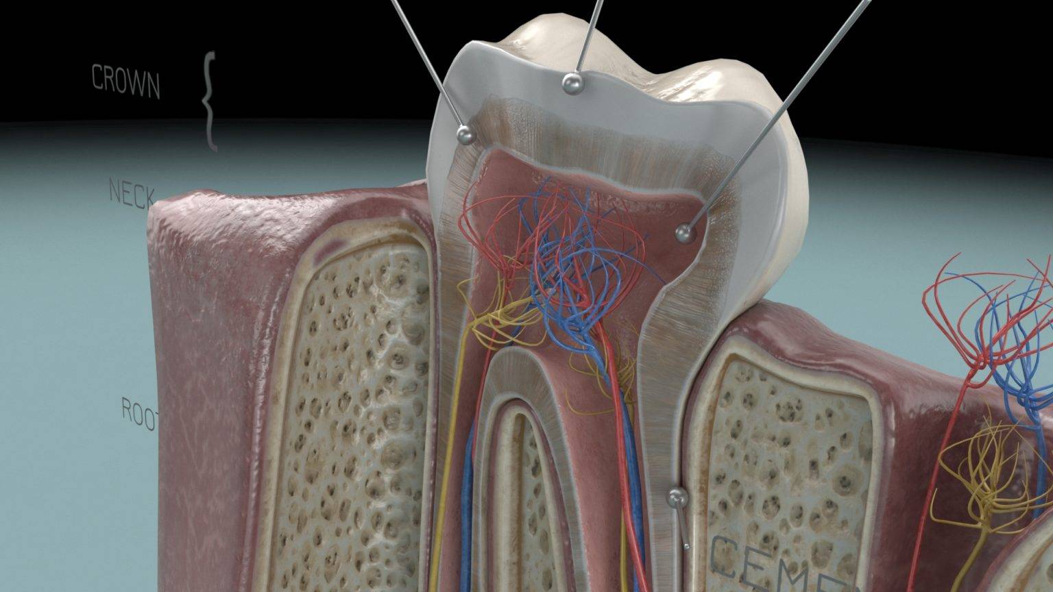 3D Model of Molar Tooth Section - Kezan's Portfolio