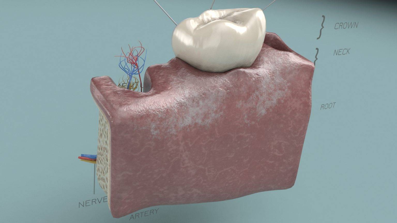 3D Model of Molar Tooth Section - Kezan's Portfolio