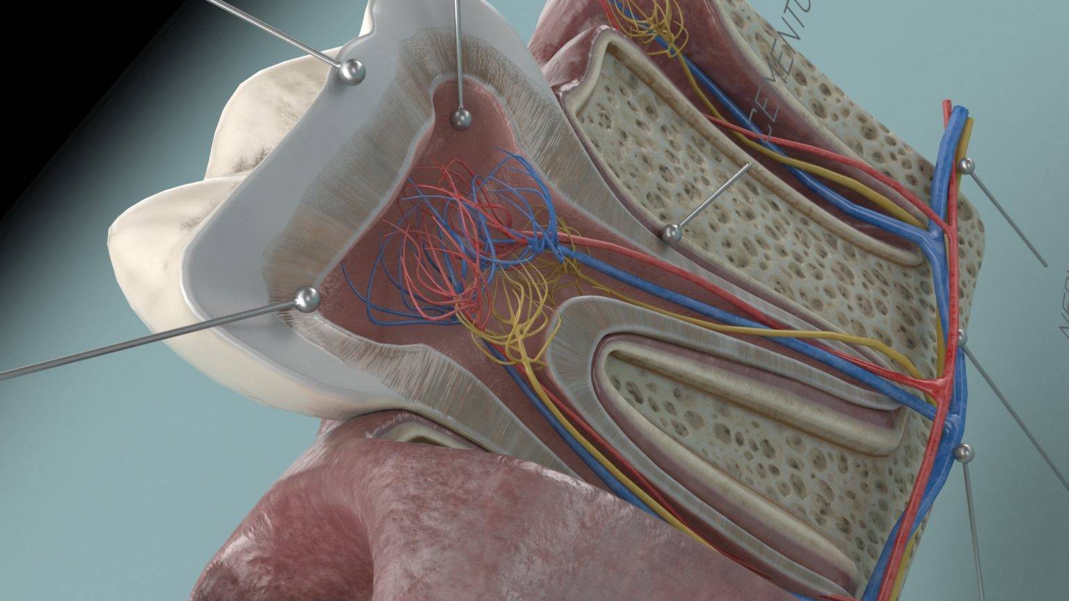 3D Model of Molar Tooth Section - Kezan's Portfolio
