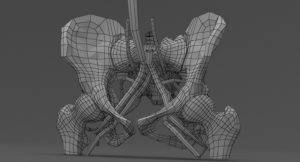 Human Anatomy, PBR 3D Model of Female Pelvis - Kezan's Portfolio