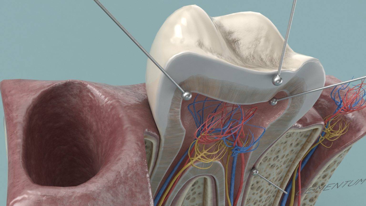 3D Model of Molar Tooth Section - Kezan's Portfolio