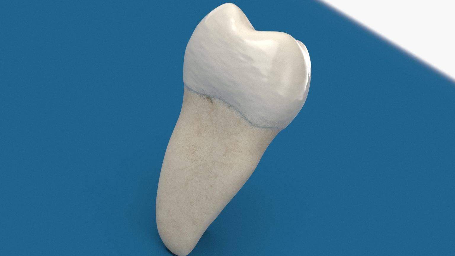 3D Model of Molar Tooth - Kezan's Portfolio